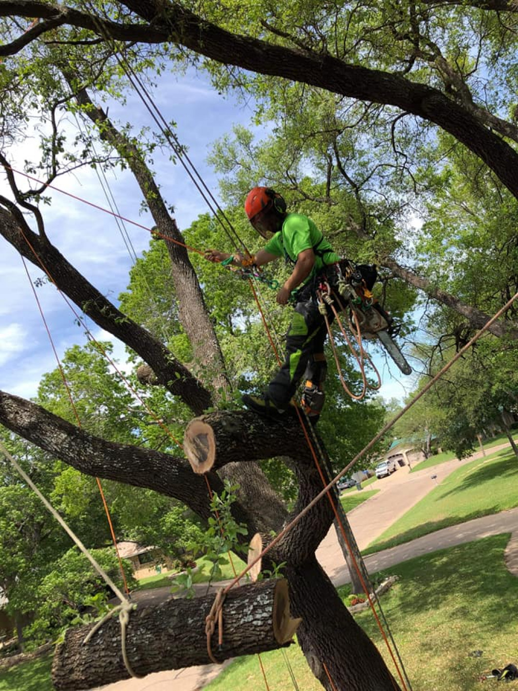 Certified Arborist, Tree Services: Temple, Belton, Harker Heights, TX ...